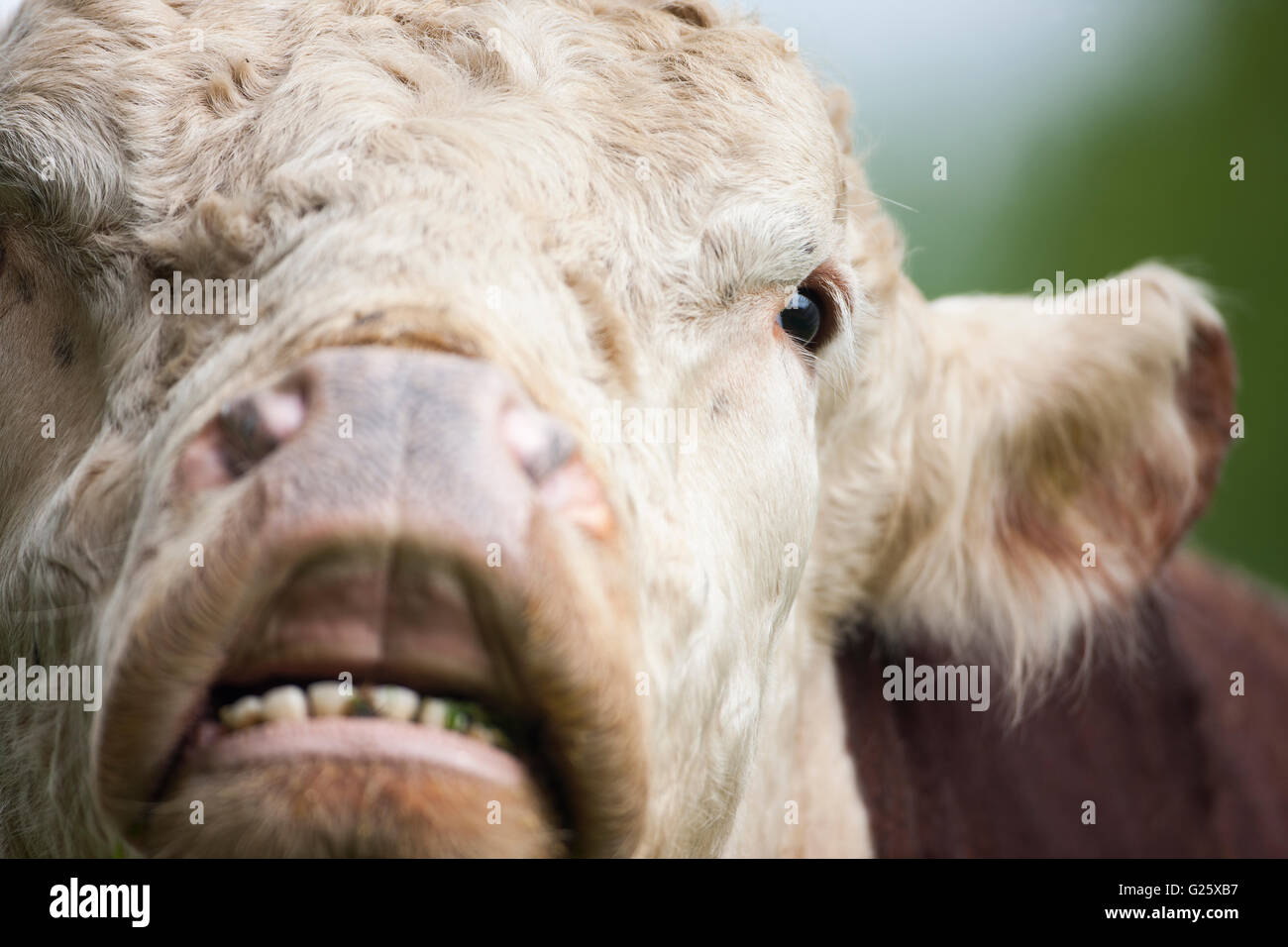 Bull teeth hi-res stock photography and images - Alamy