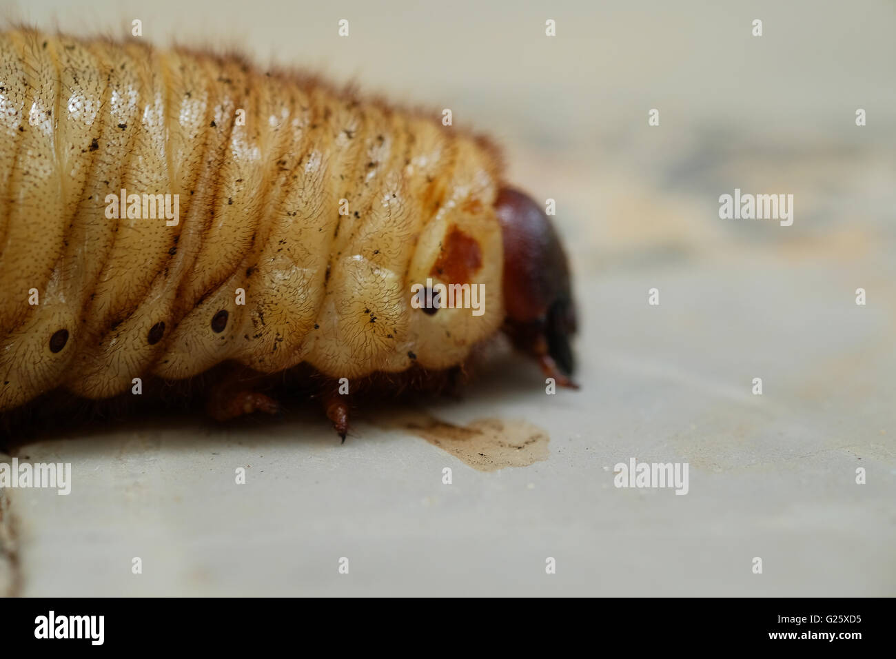 Hercules beetle larva hi-res stock photography and images - Alamy