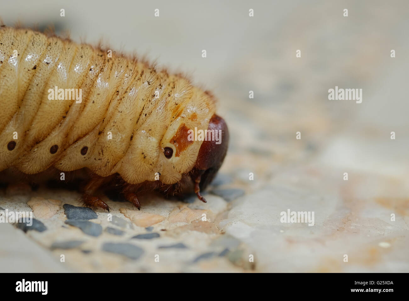 Hercules Beetle Larvae