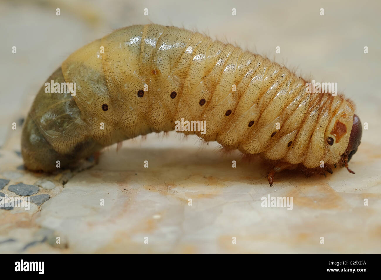 Hercules beetle larvae hi-res stock photography and images - Alamy