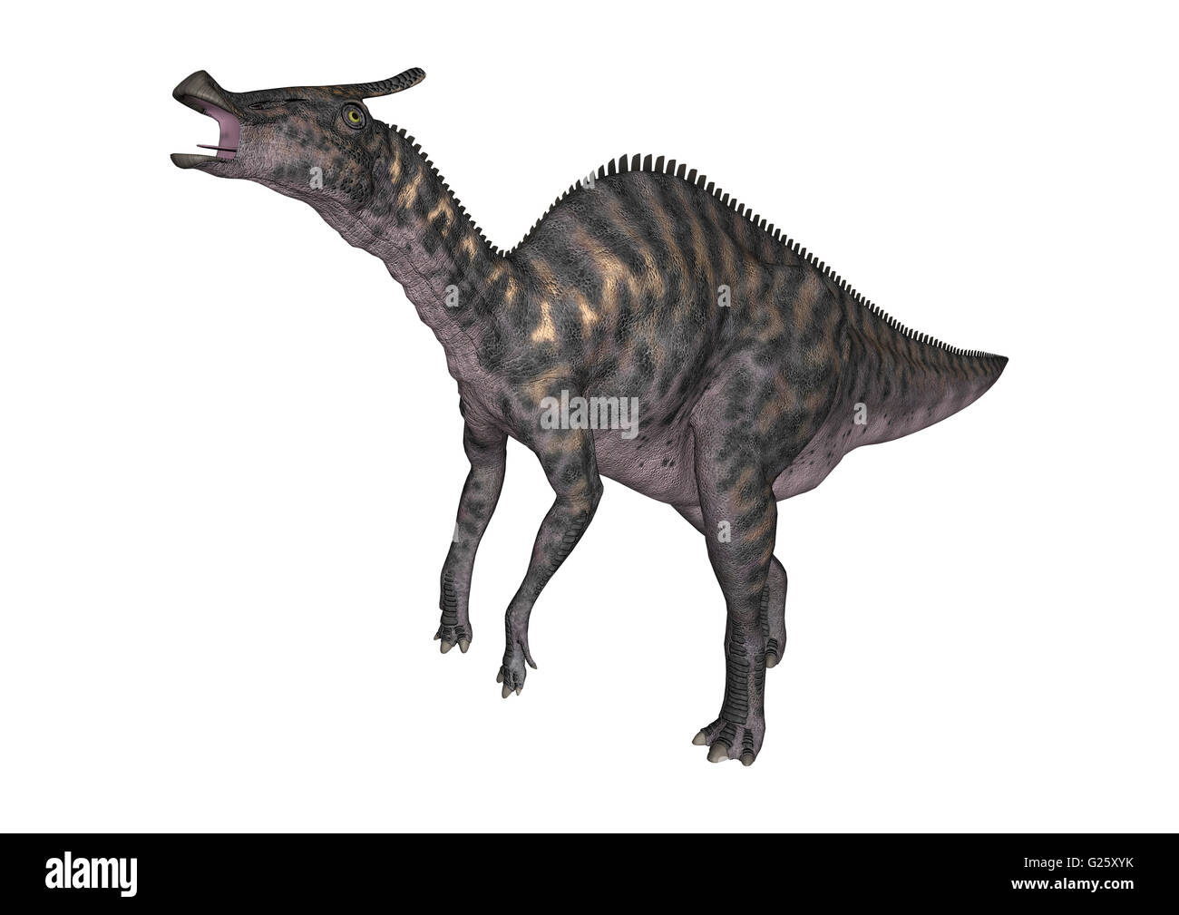 3D rendering of a dinosaur Saurolophus isolated on white background ...