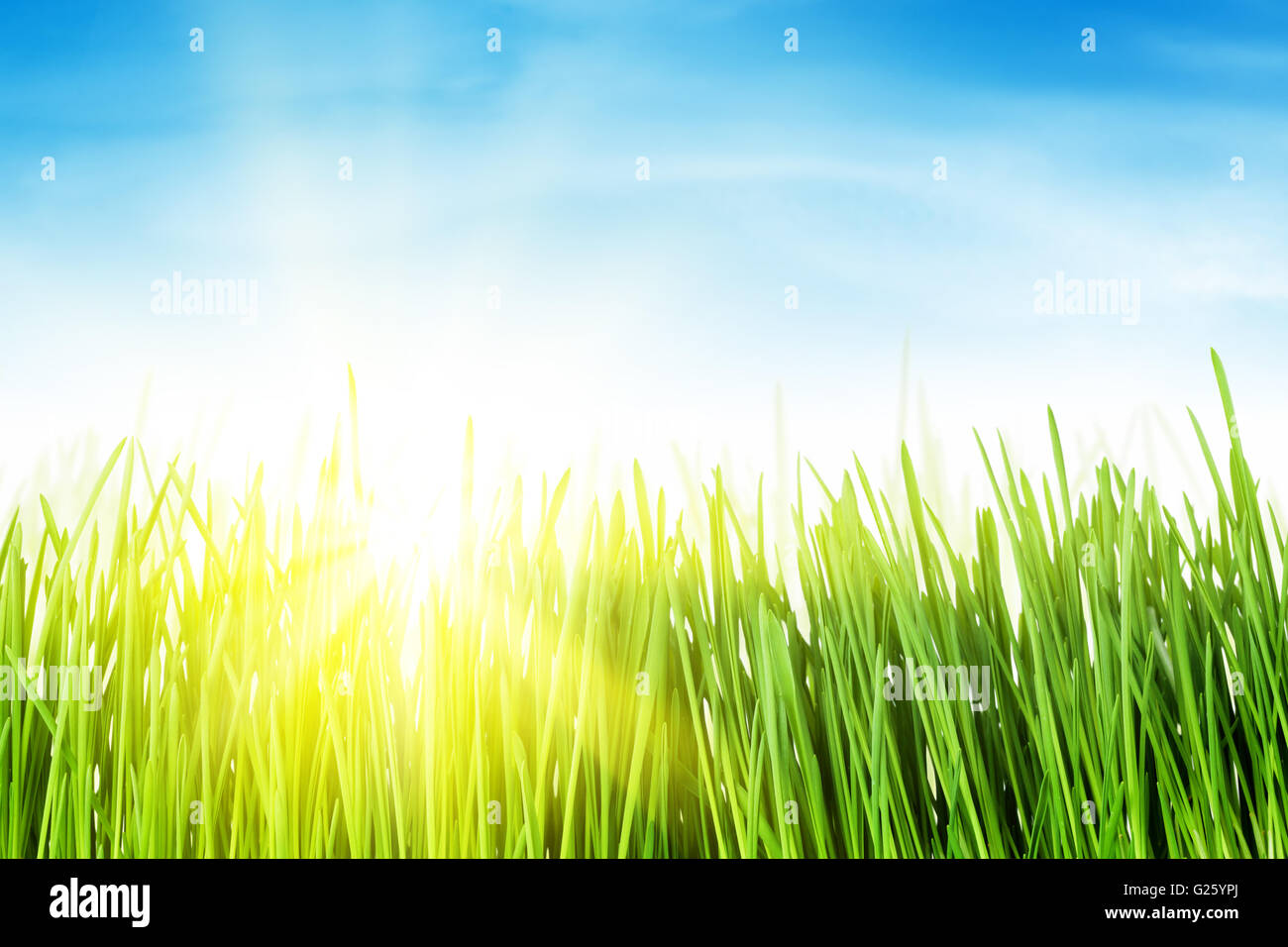 Green grass field and blue sky with bright sun Stock Photo - Alamy