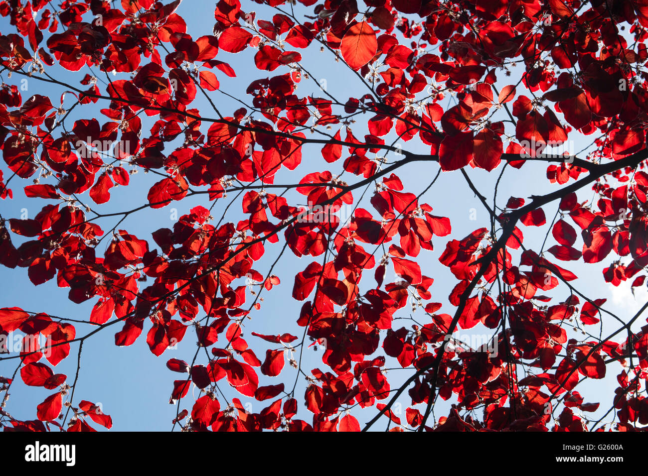 Detail of tree with red leaves with blue background Stock Photo - Alamy