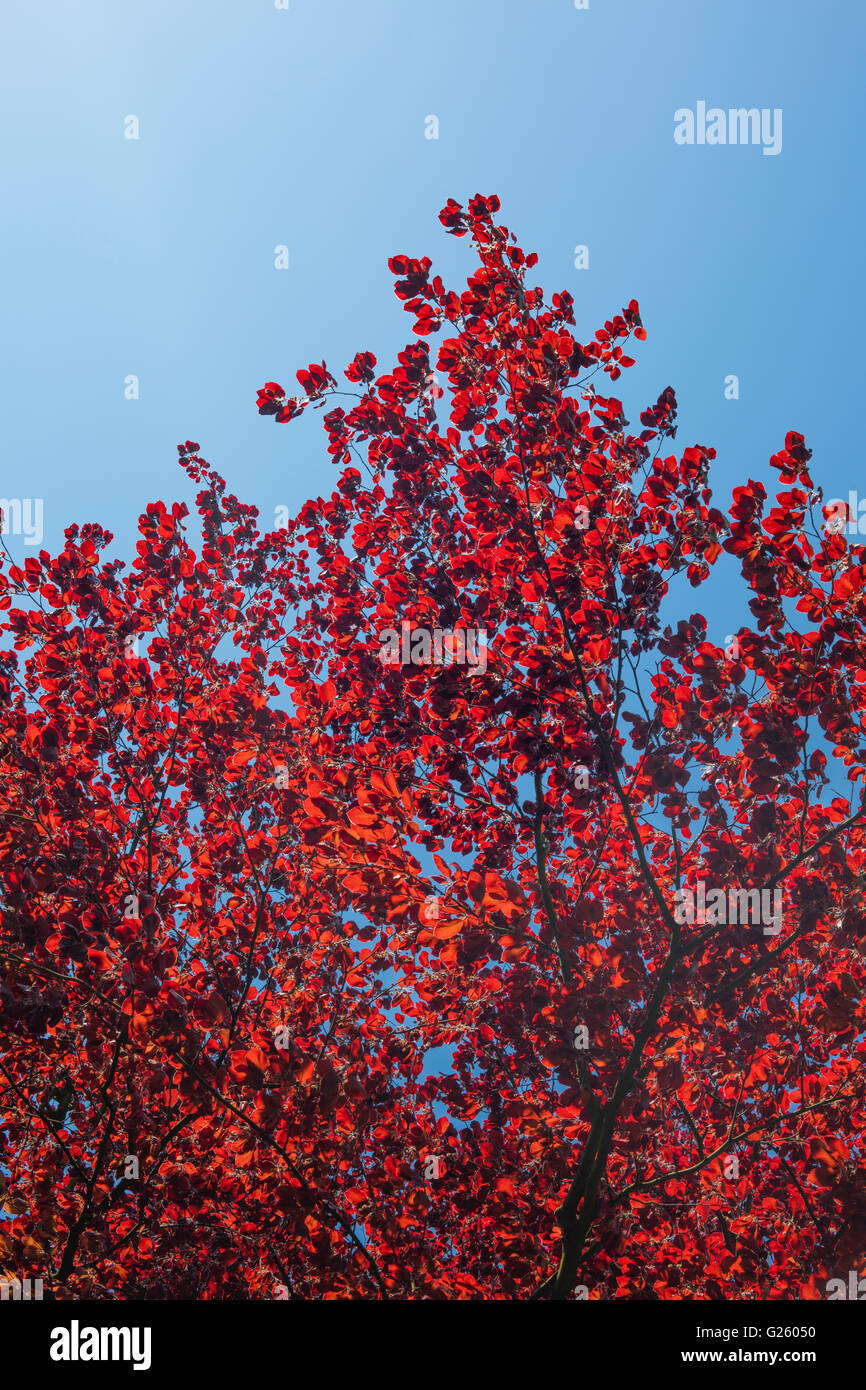 Detail of tree with red leaves with blue background Stock Photo - Alamy