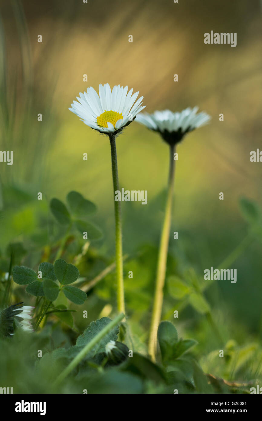 Common daisy (Bellis perennis Stock Photo - Alamy