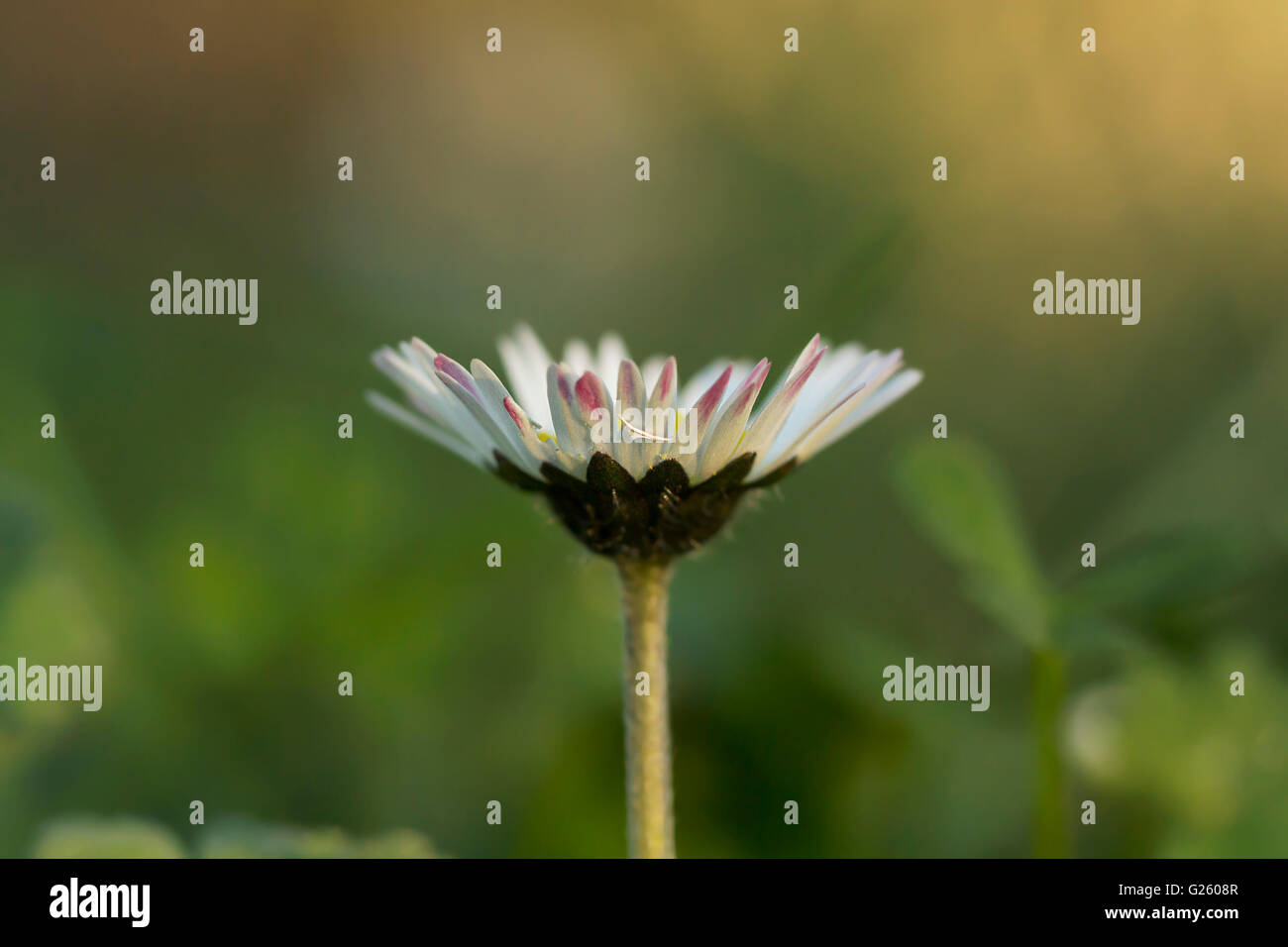 Common daisy (Bellis perennis Stock Photo - Alamy