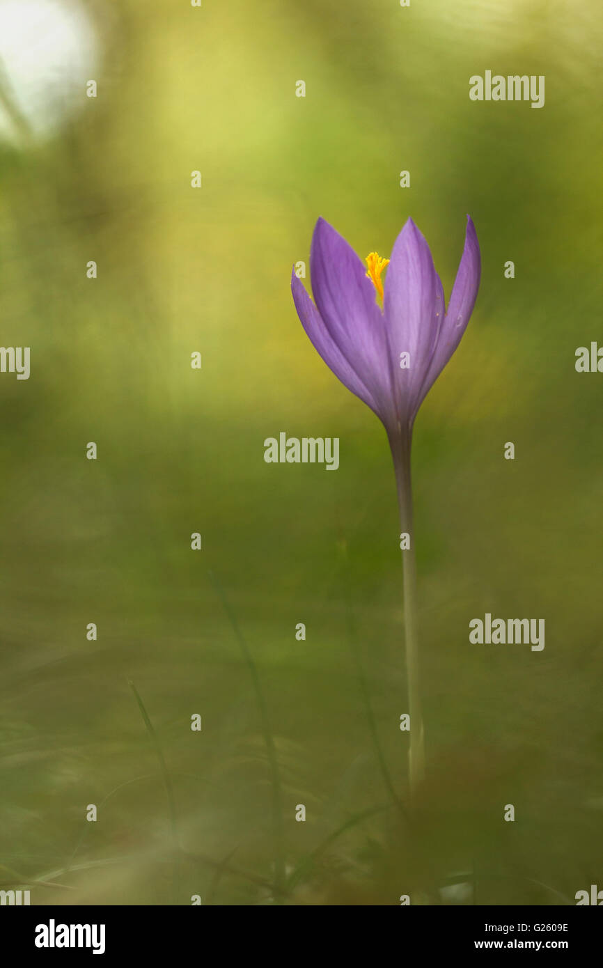 Flower of (Crocus sp.) in the forest Stock Photo - Alamy