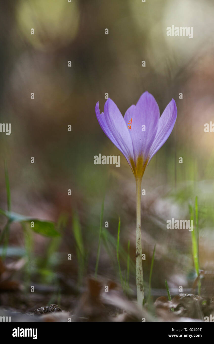 Flower of (Crocus sp.) in the forest Stock Photo - Alamy