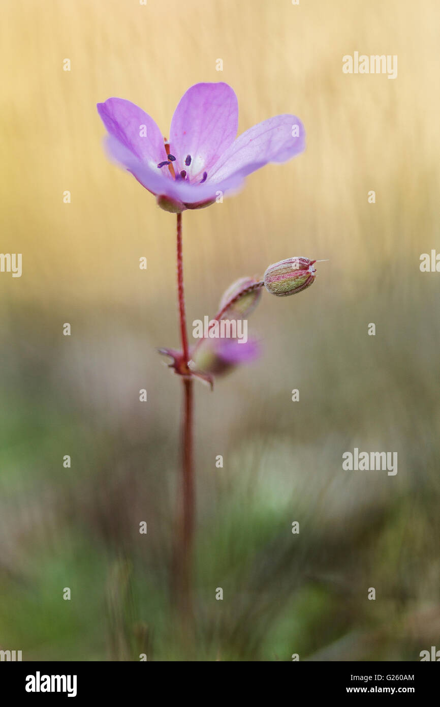 Flower of redstem filaree or redstem stork's bill (Erodium cicutarium ...