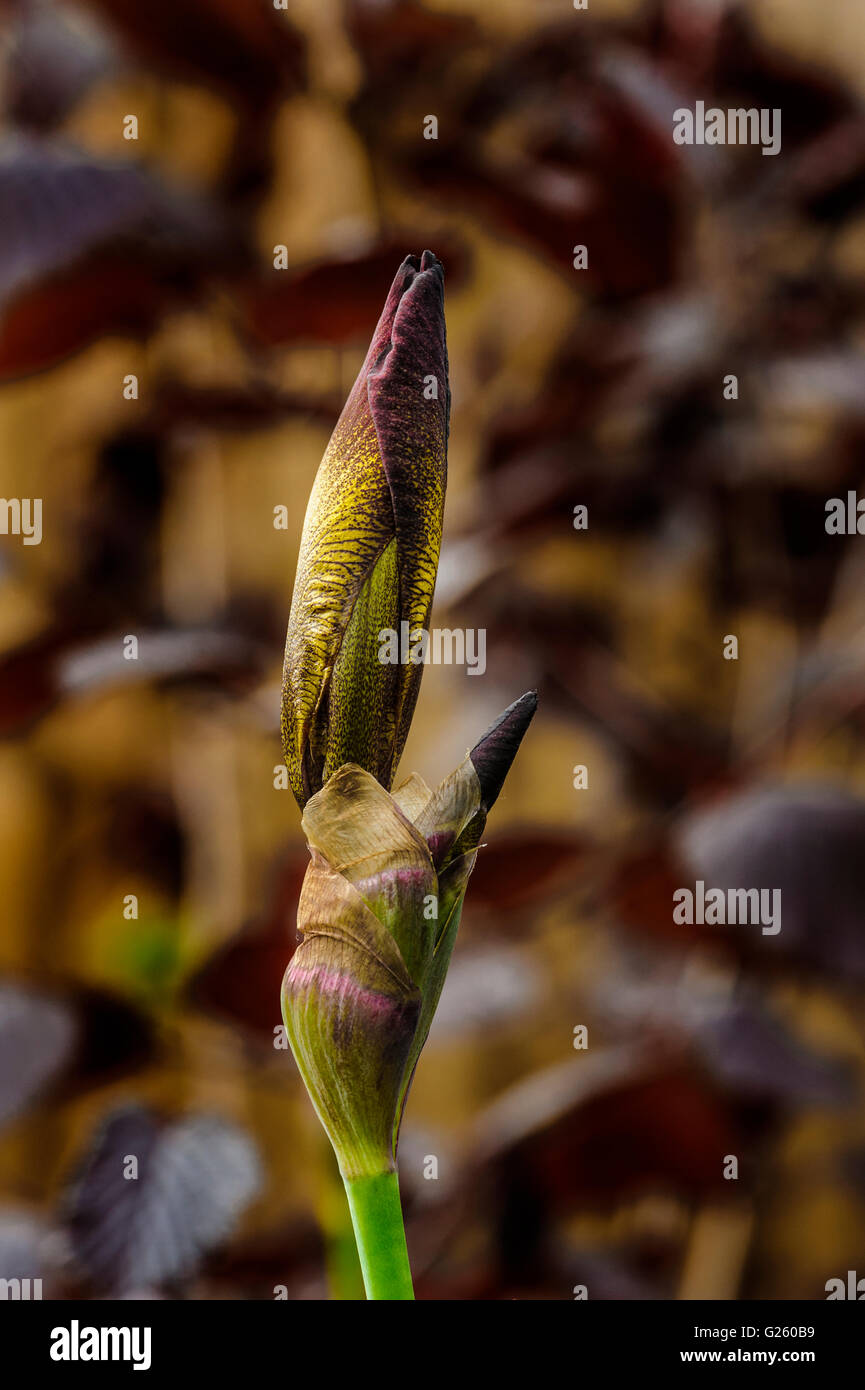Iris Kent Pride, iridaceae, bearded Stock Photo - Alamy