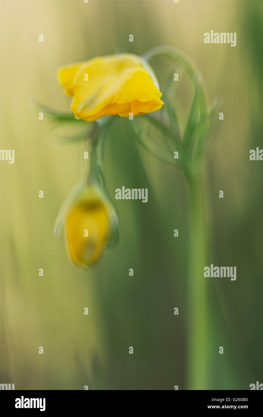 Imberbe hi-res stock photography and images - Alamy