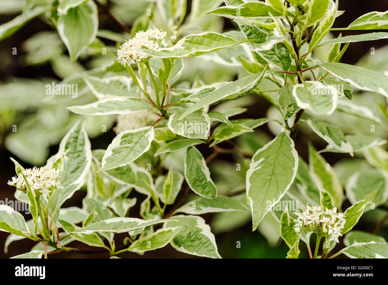 Cornus alba hi-res stock photography and images - Alamy