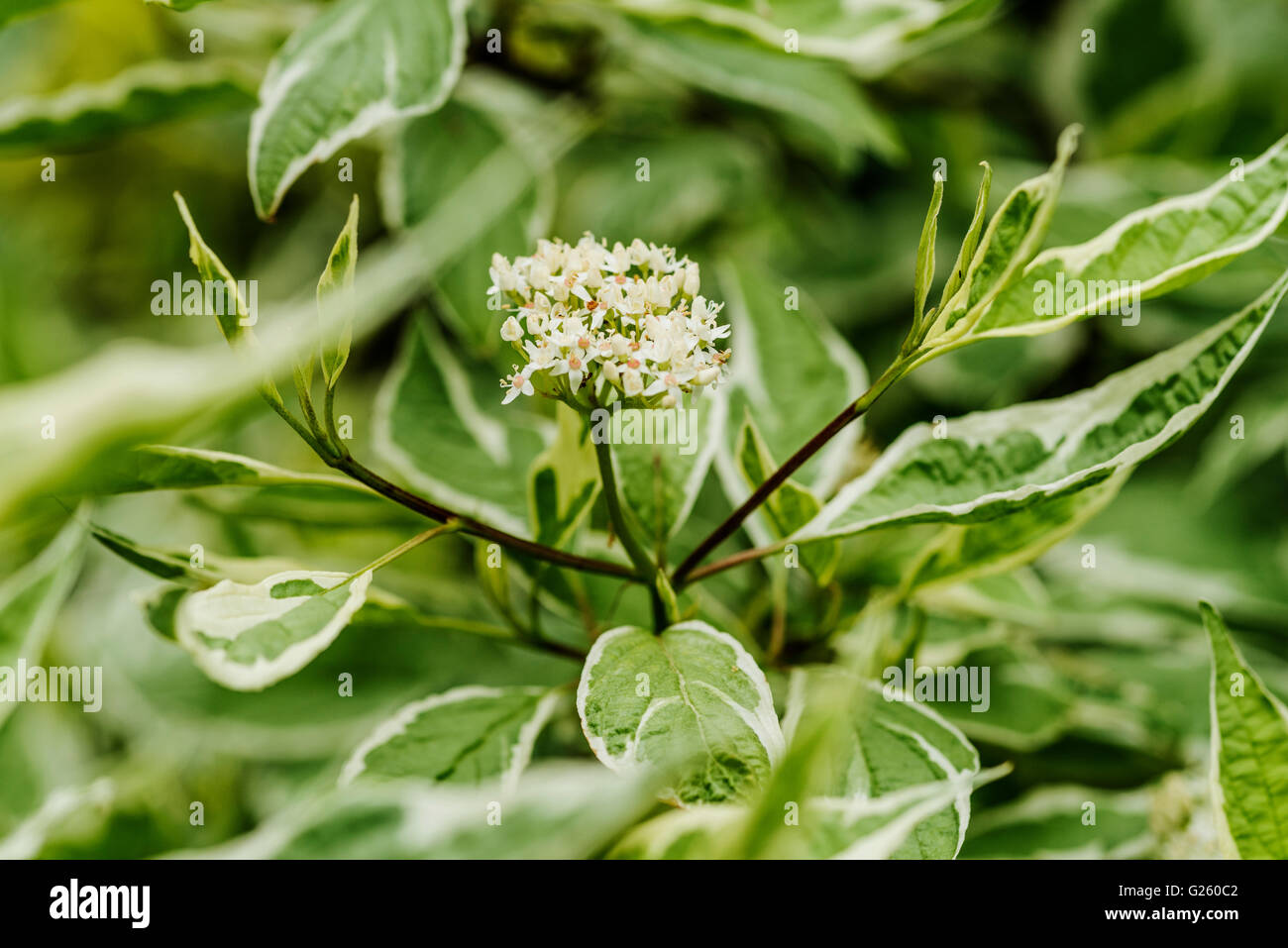 Cornus alba hi-res stock photography and images - Alamy