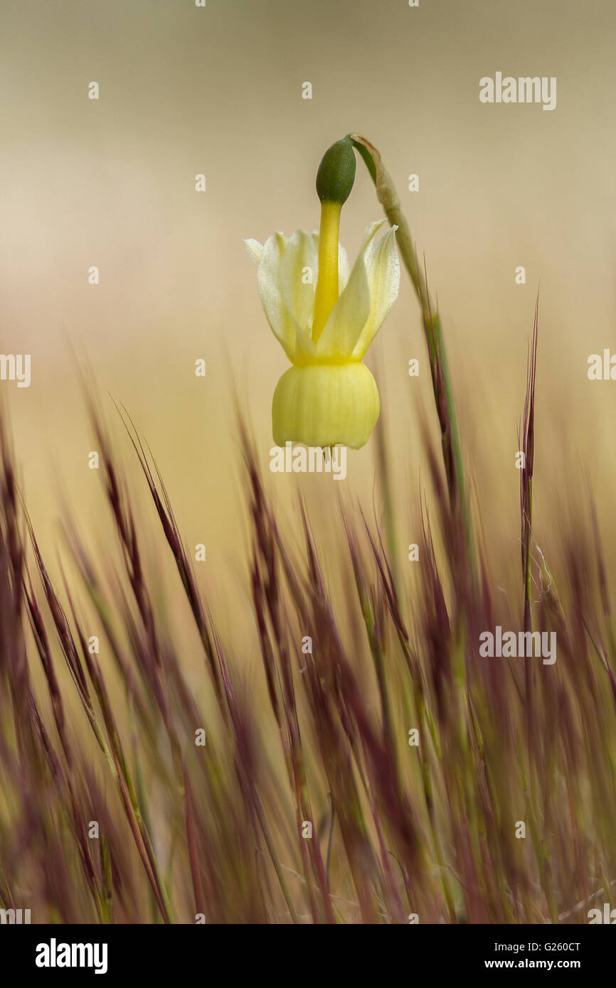 Angel's Tears (Narcissus triandrius Stock Photo - Alamy
