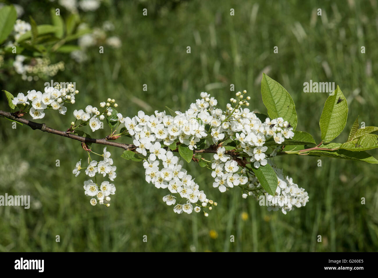 Prunus spp a cherry hi-res stock photography and images - Alamy