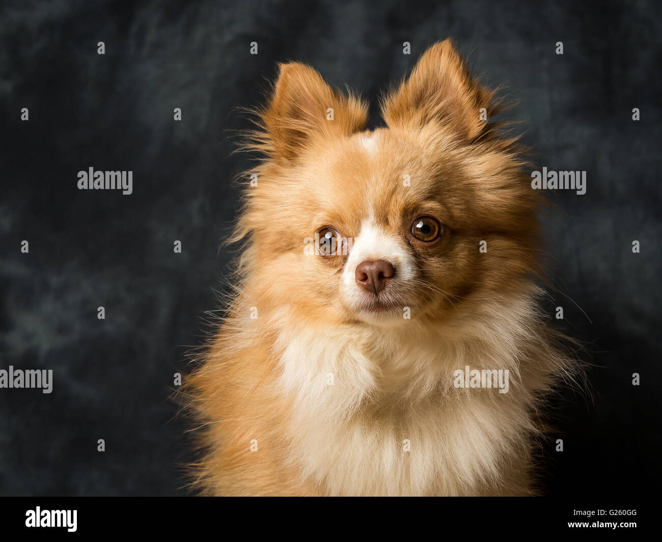 Chiwawa hi-res stock photography and images - Alamy