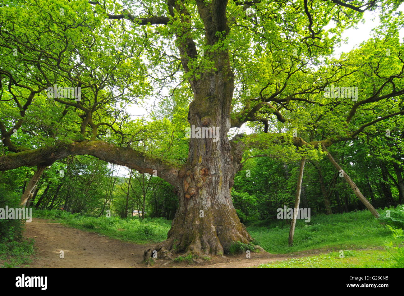 The Birnam Oak, Birnam, Dunkeld, Perthshire, Scotland, UK Stock Photo - Alamy