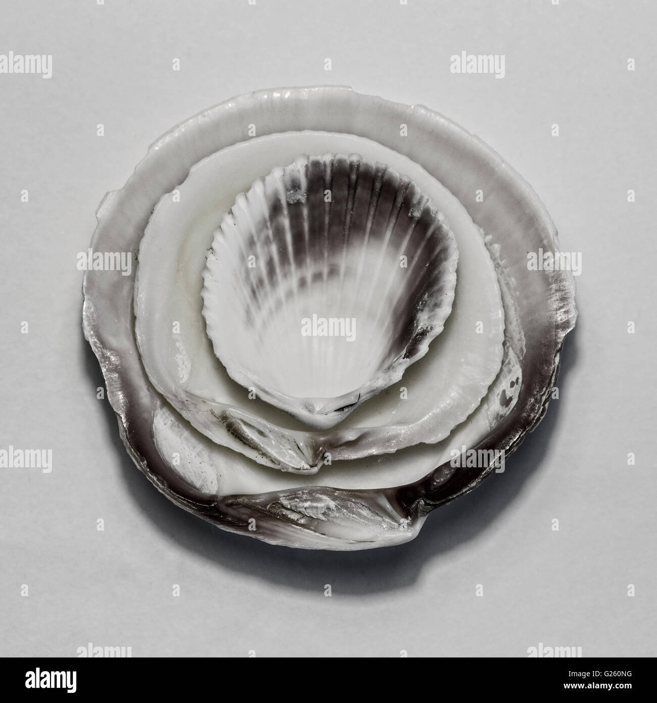 Three shells inside each other Stock Photo - Alamy