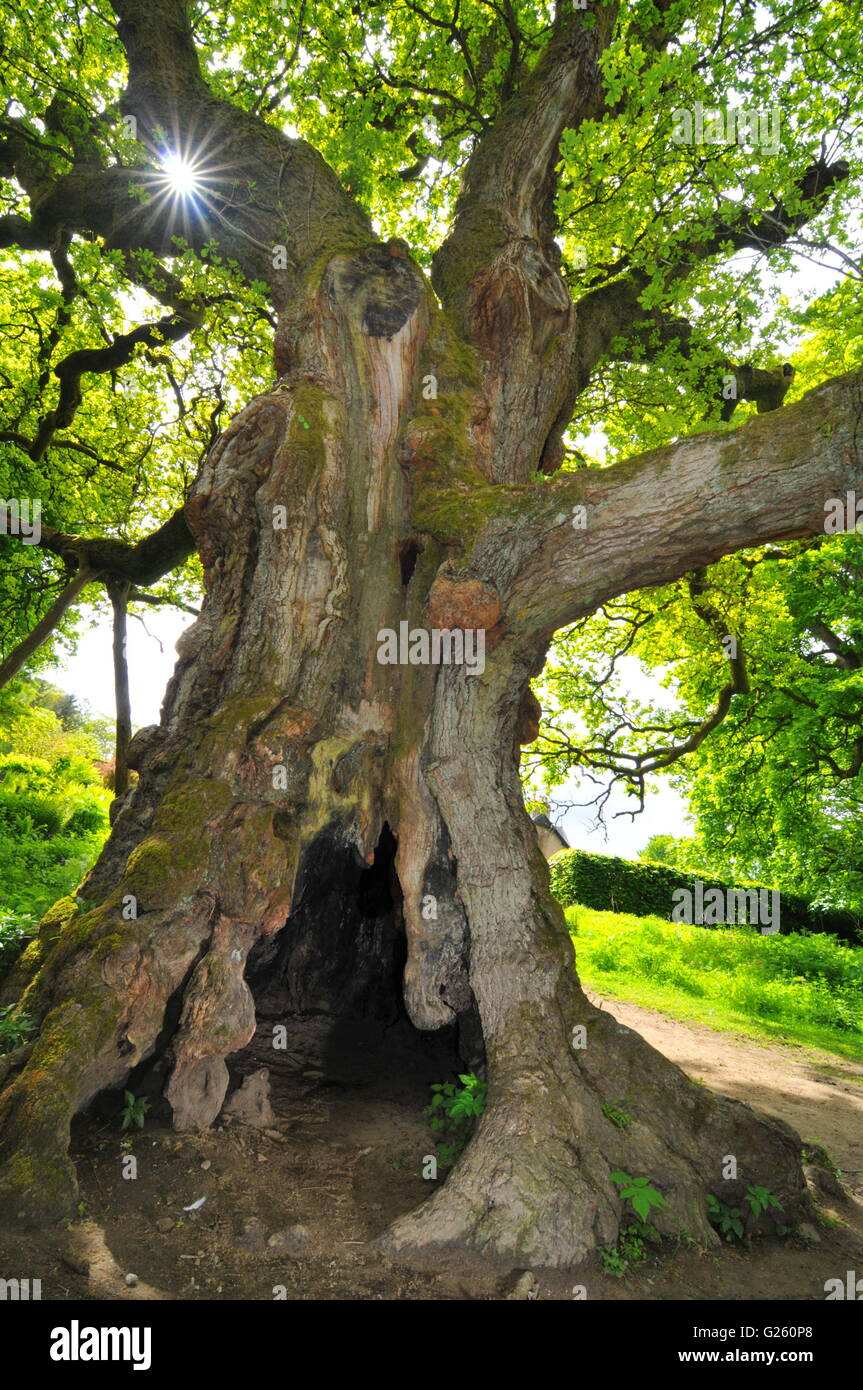 Sun flare through the branches of the Birnam Oak, Birnam, Dunkeld, Perthshire, Scotland, UK ...