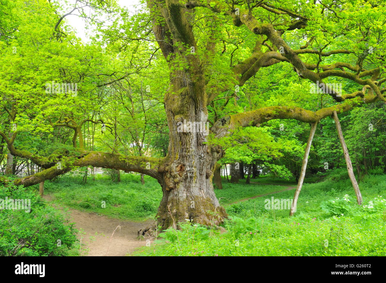 The Birnam Oak, Birnam, Dunkeld, Perthshire, Scotland, UK Stock Photo ...