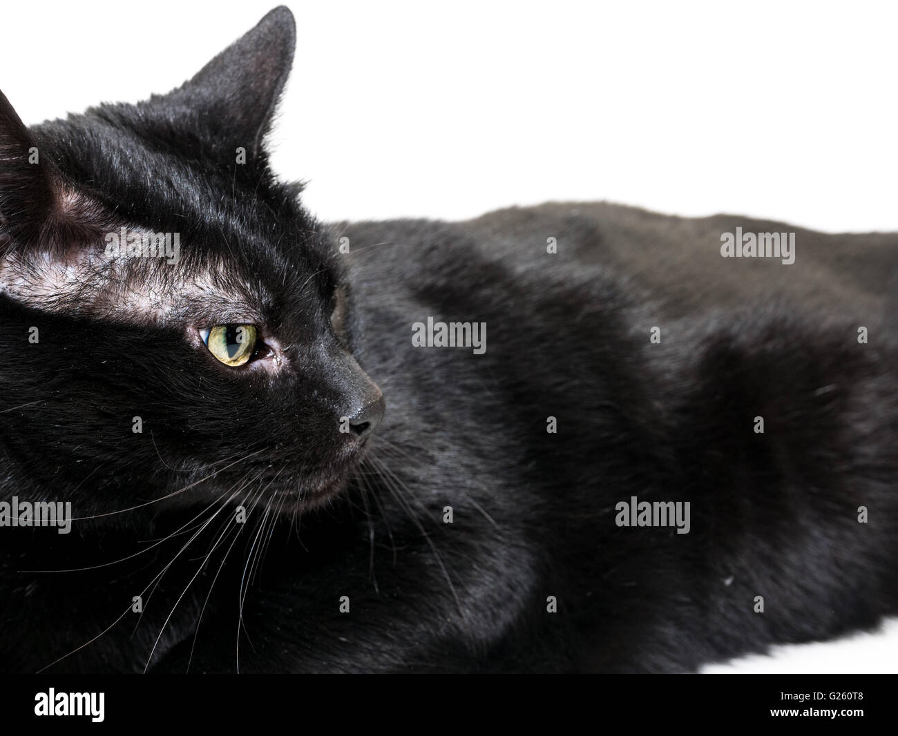 black cat over white looking to the right side of the image Stock Photo ...