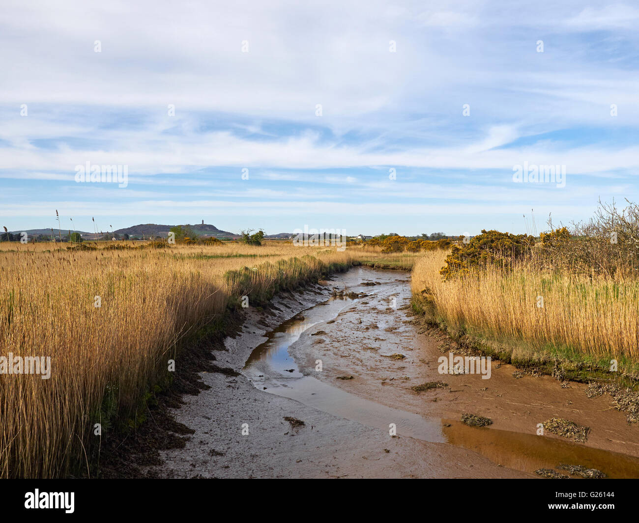Northern ireland reed beds hi-res stock photography and images - Alamy