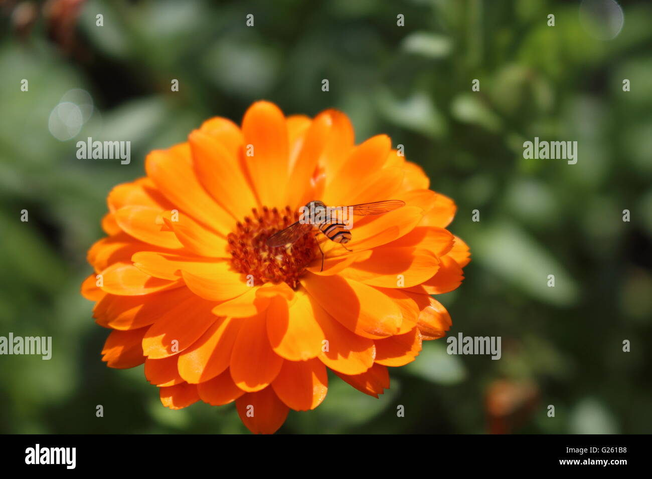 Nice macro photos of beautiful bright insects. Only in NATURAL ...