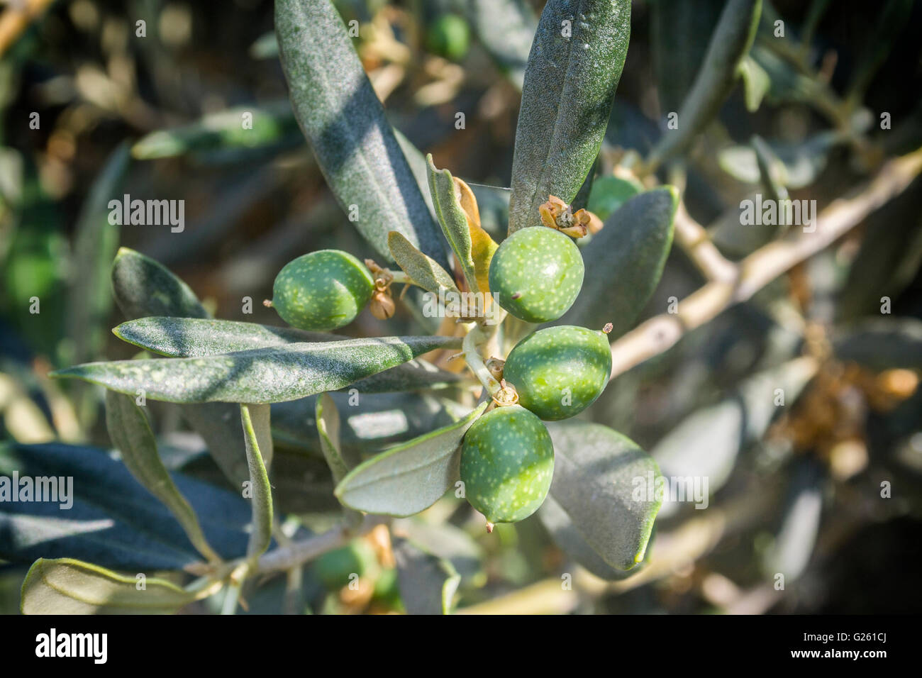 Small olive hi-res stock photography and images - Alamy