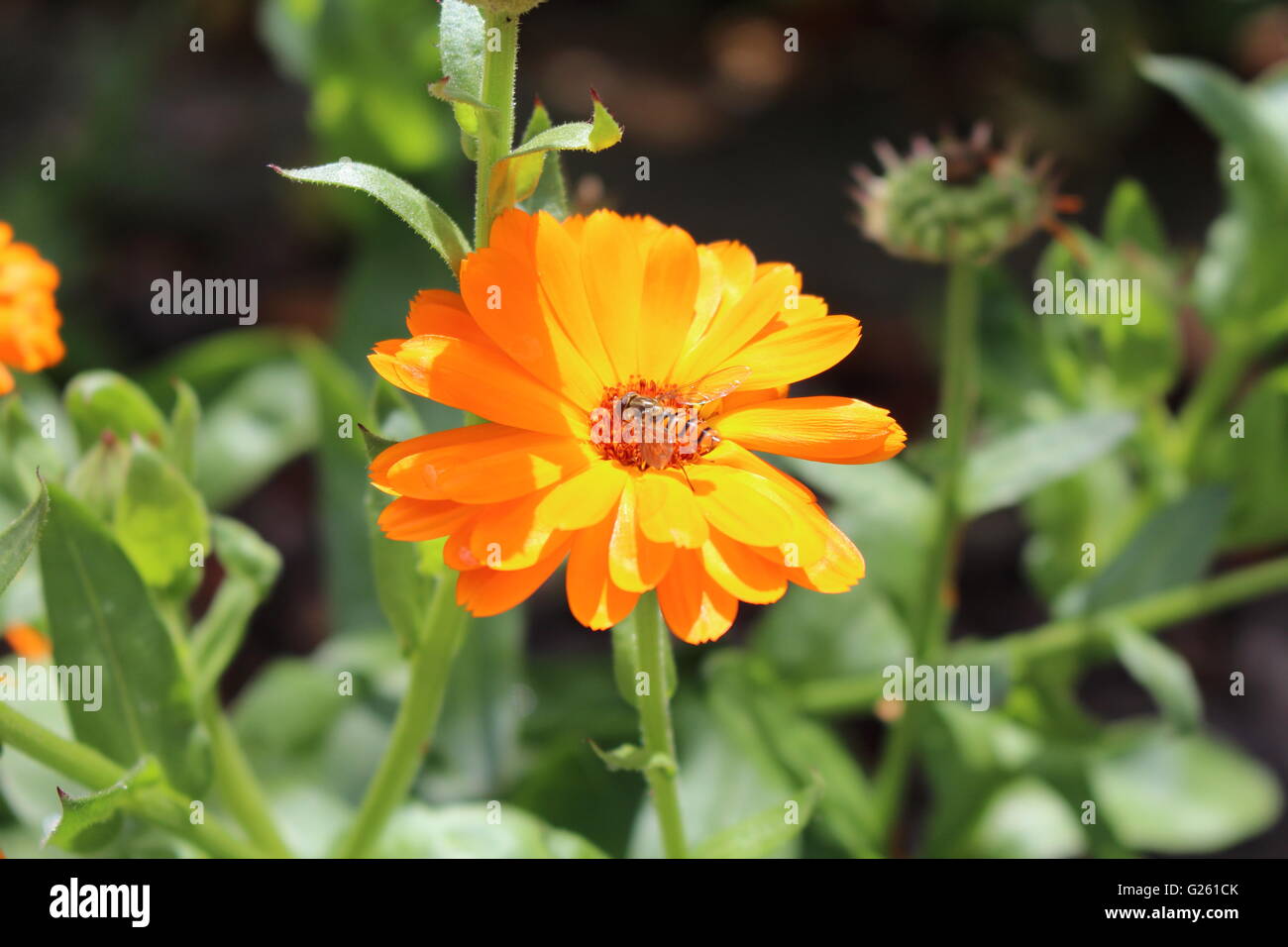 Nice macro photos of beautiful bright insects. Only in NATURAL ...