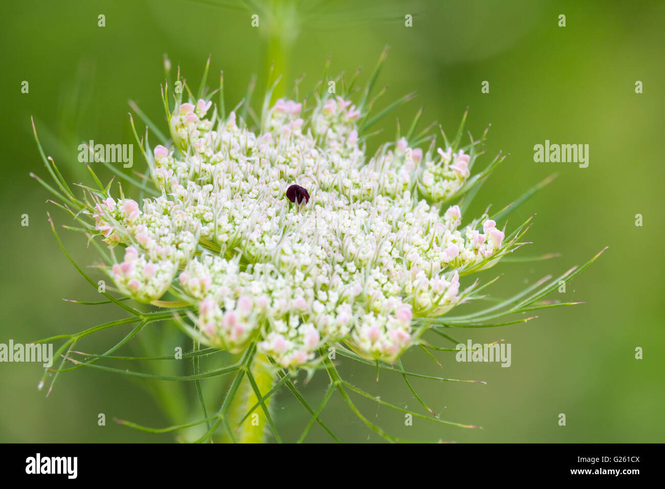 Queen annes lace wildflower daucus carota hi-res stock photography and ...