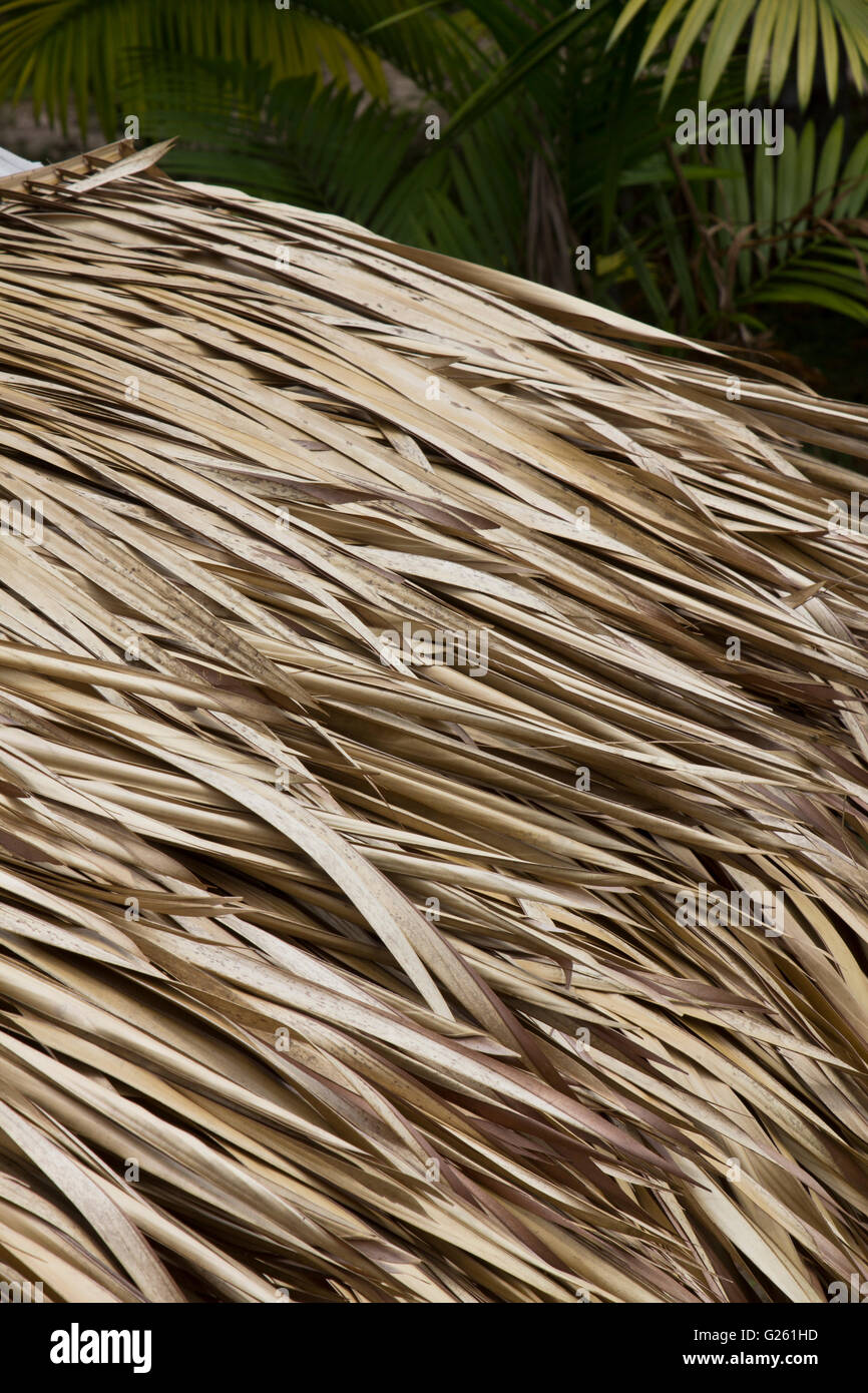 Dried palm tree leaves hi-res stock photography and images - Alamy