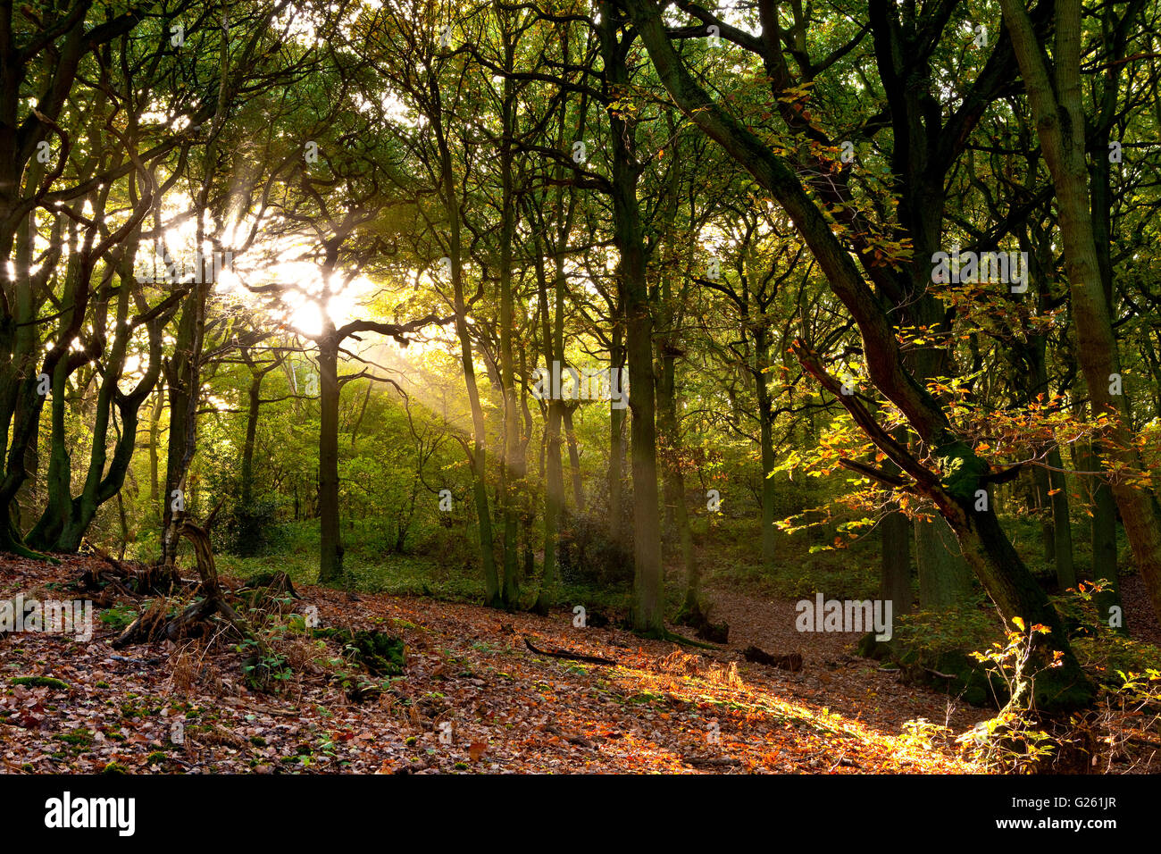 Early sun ray hi-res stock photography and images - Alamy