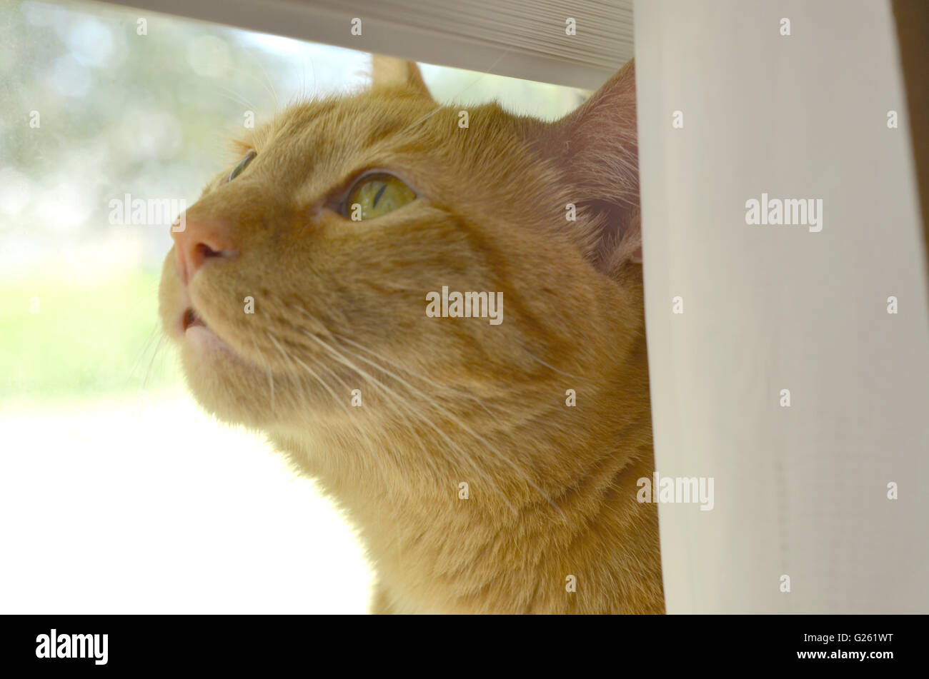 laura litterio real estate photography Stock Photo - Alamy