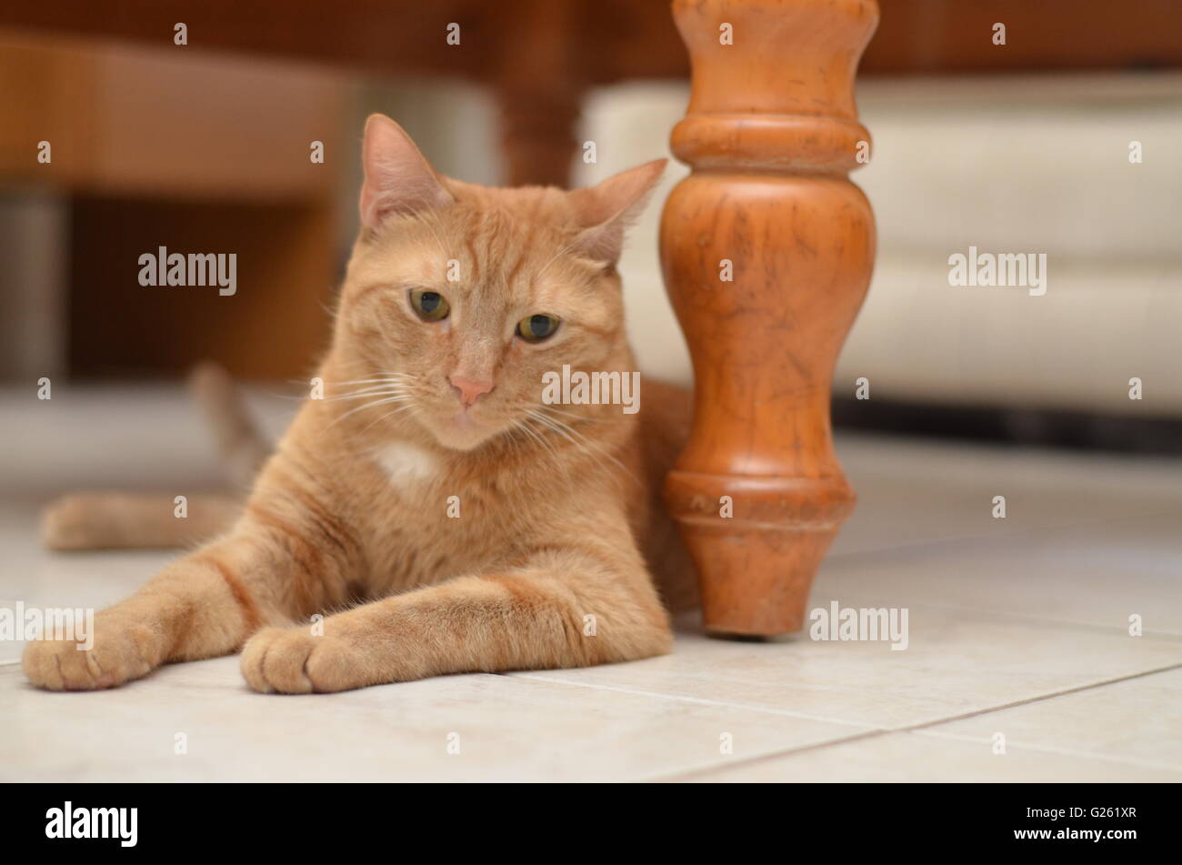 laura litterio real estate photography Stock Photo - Alamy