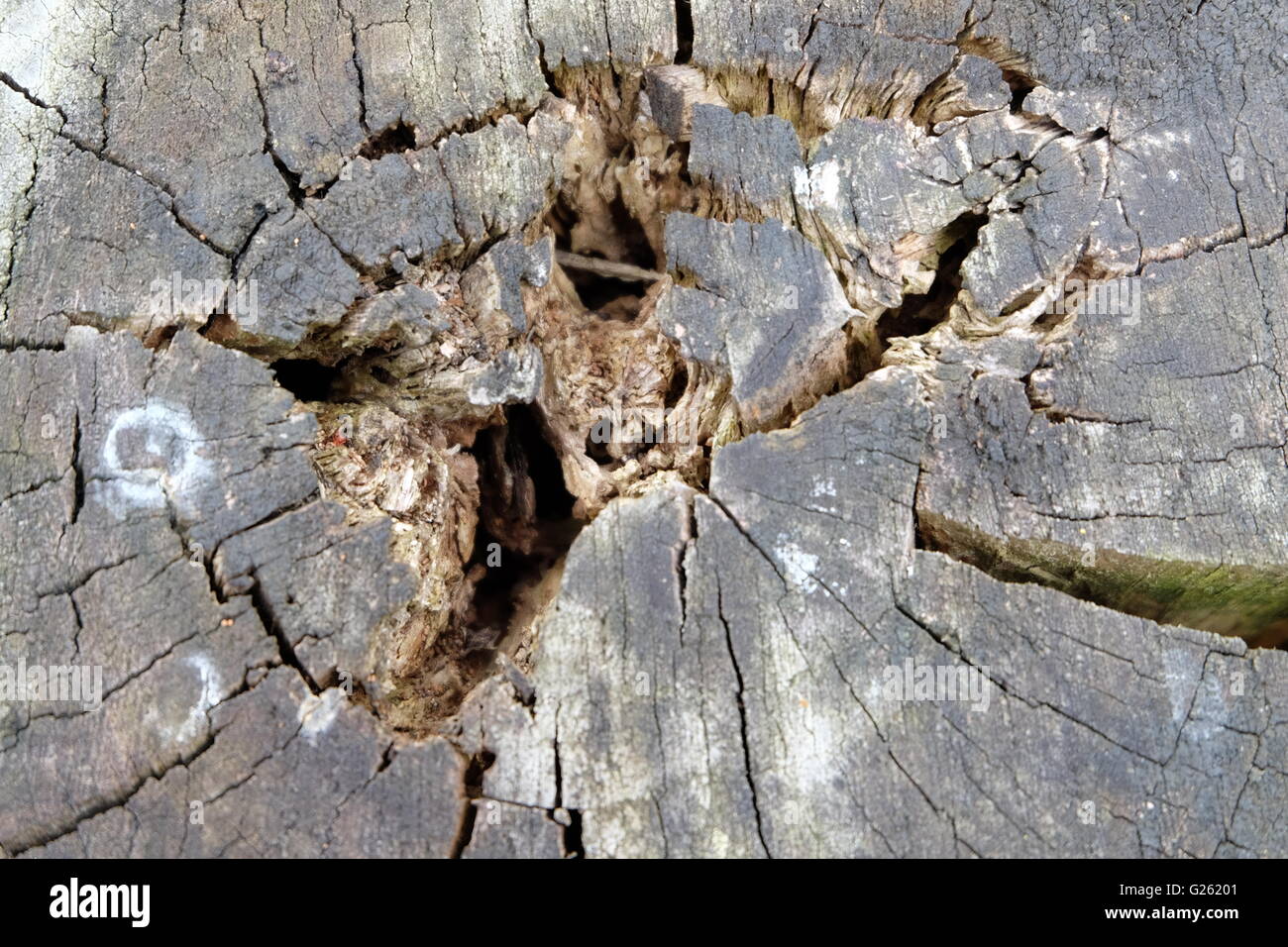 Tree bark roughness hi-res stock photography and images - Alamy