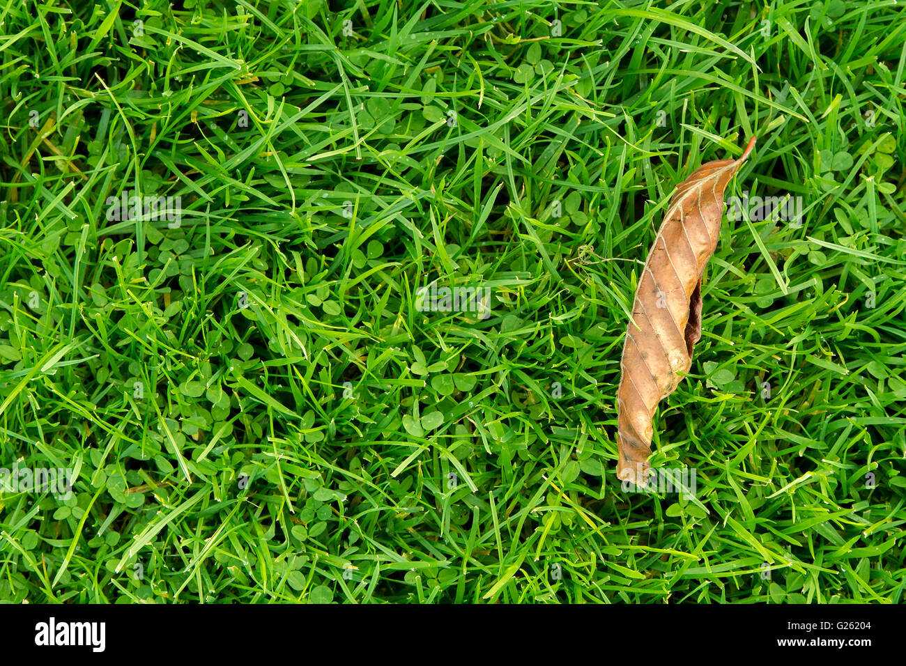 autumn green grass leaf leaves yellow background nature fall season ...