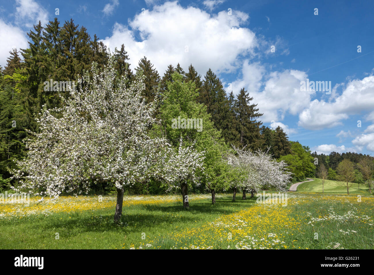 Blooming apple trees in rural landscape Stock Photo - Alamy
