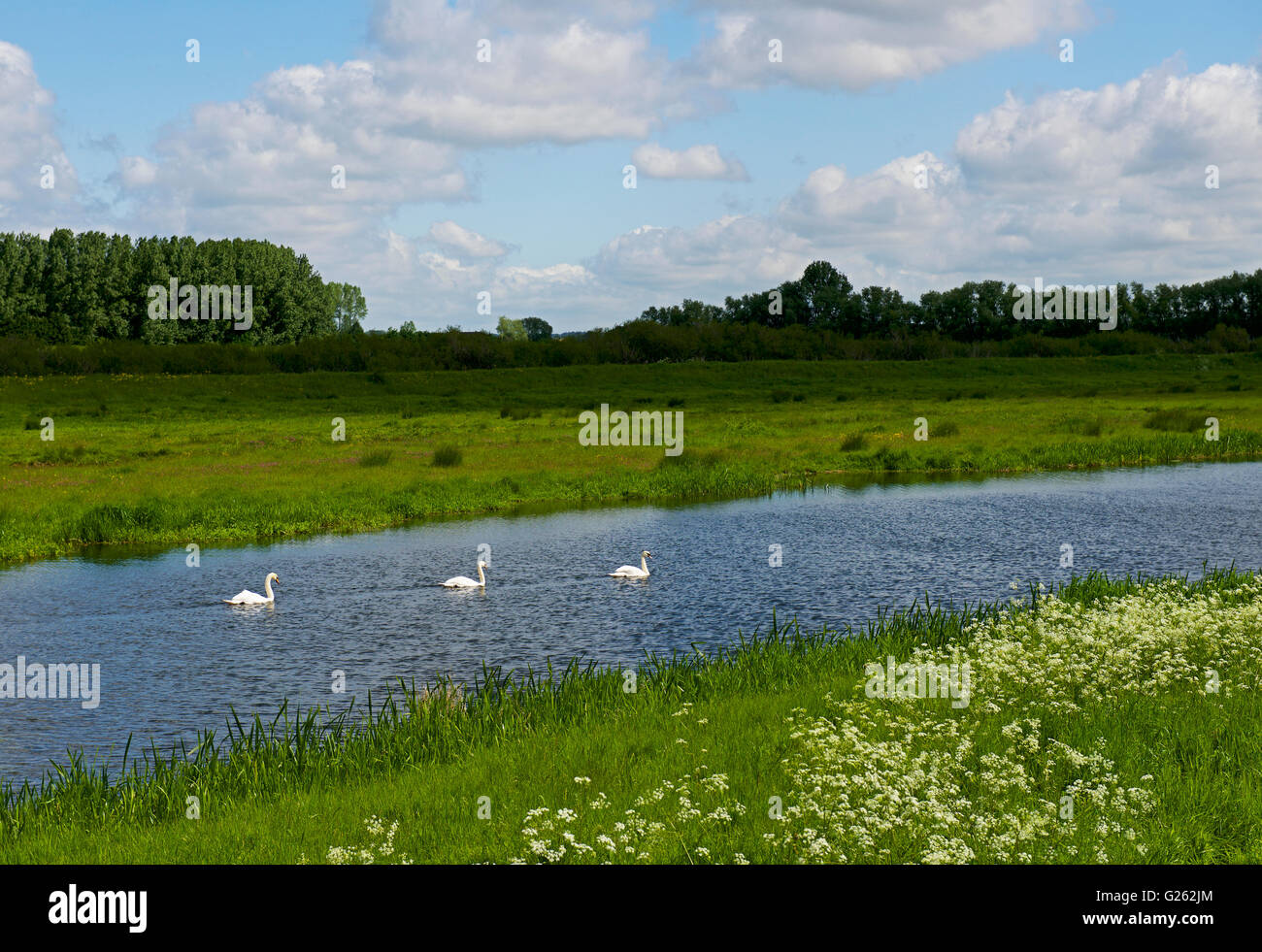 River Little Ouse at Lakenheath Fen, an RSPB nature reserve, near ...