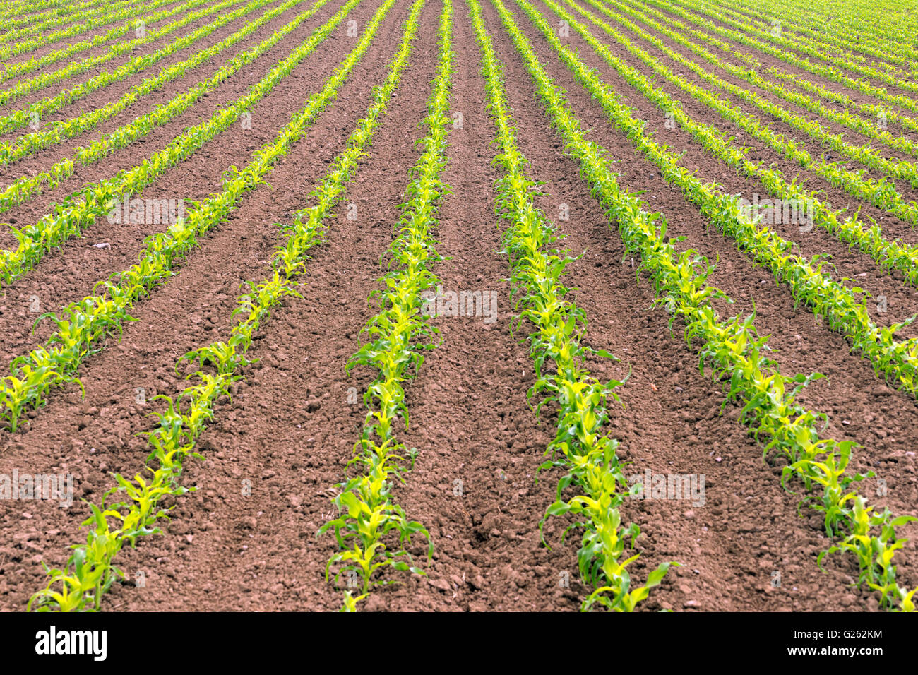 Farmer's Field Corn Oregon Agriculture Food Grower Stock Photo - Alamy