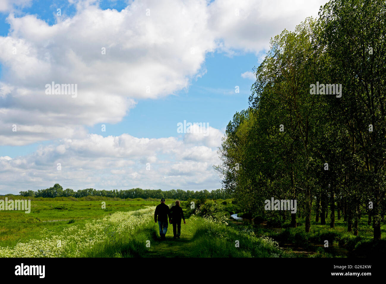 Lakenheath Fen, an RSPB nature reserve, near Lakenheath, Suffolk ...