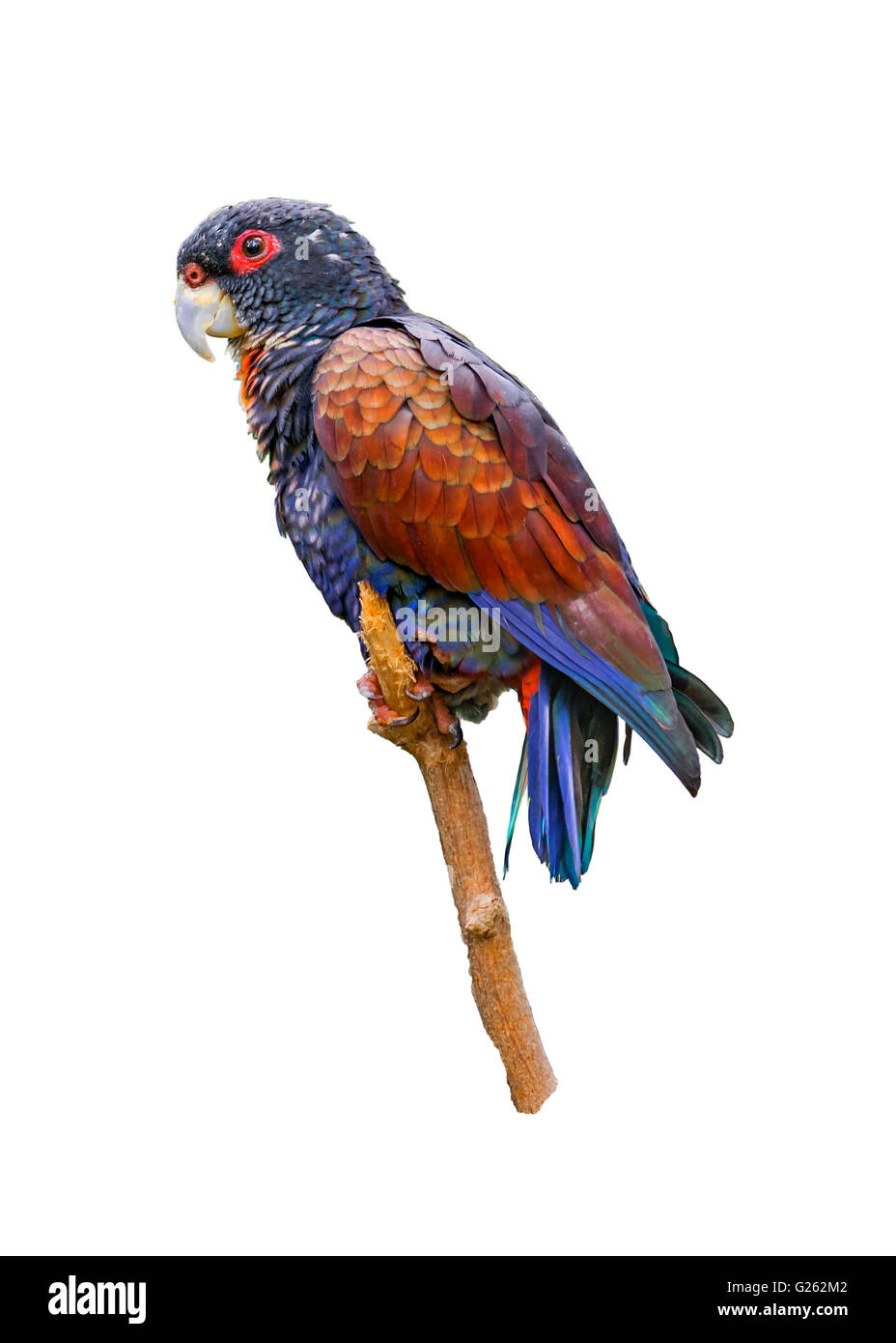 Colorful ecuadorian little parrot isolated in white background Stock ...