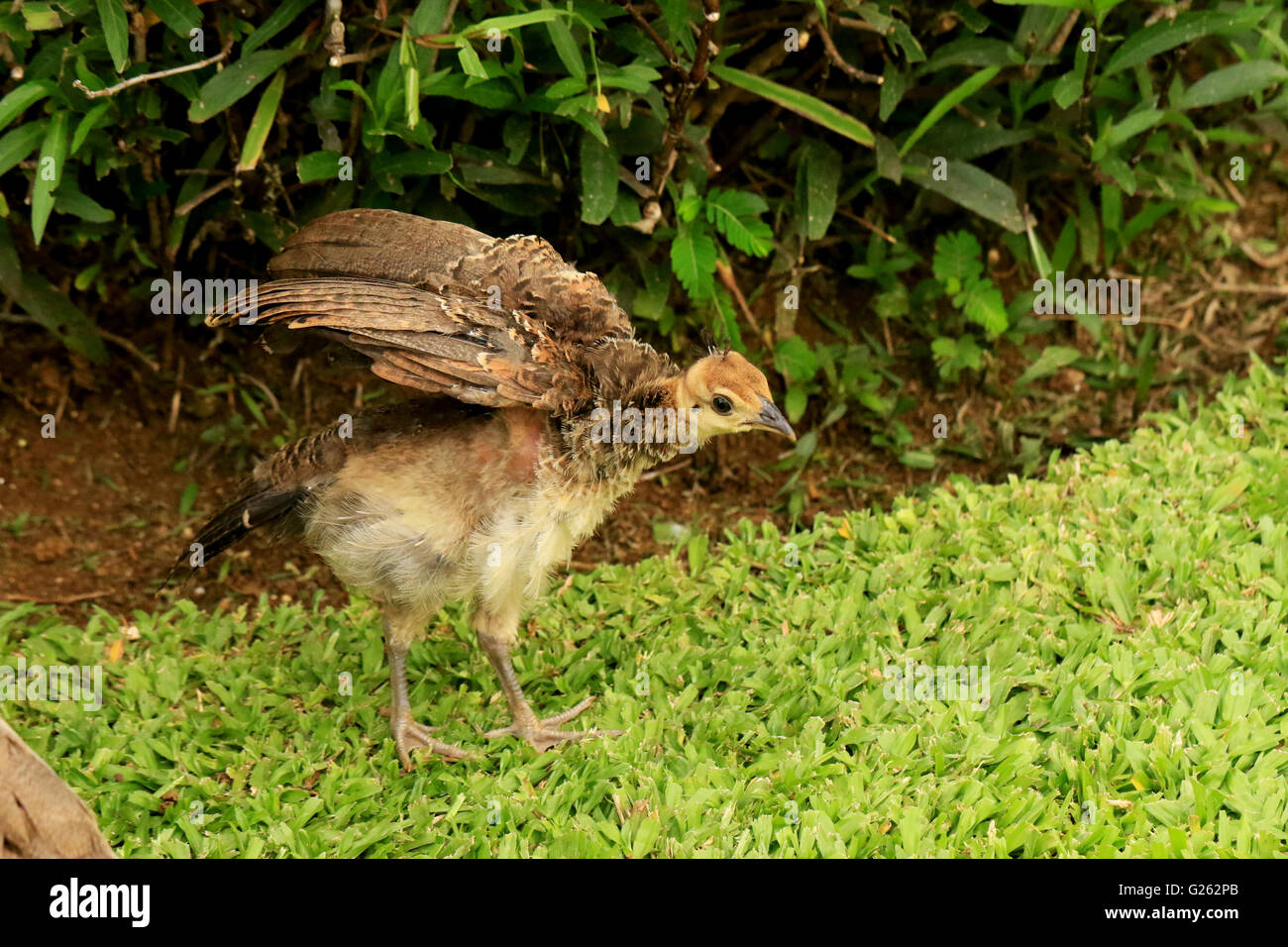 Baby peacock hi-res stock photography and images - Alamy