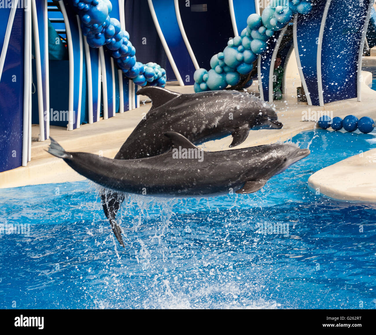 Seaworld orlando dolphin hi-res stock photography and images - Alamy