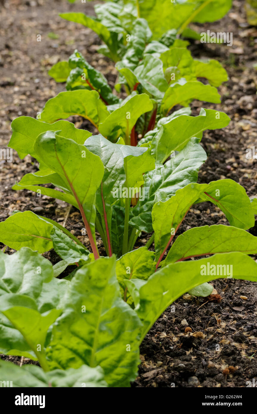 Planting cabbage seedlings in soil hi-res stock photography and images ...