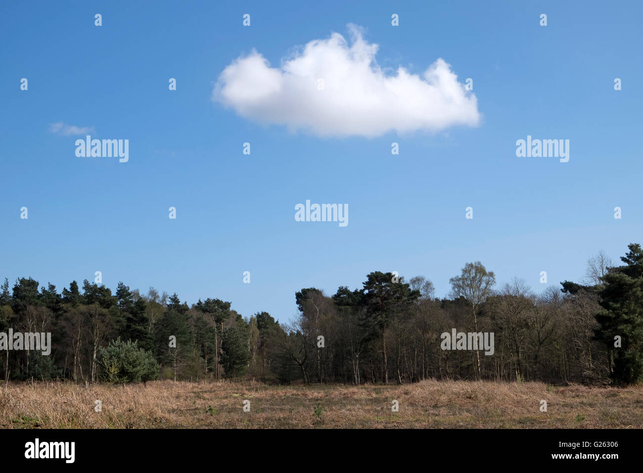 Sutton Heath, Suffolk, UK Stock Photo - Alamy