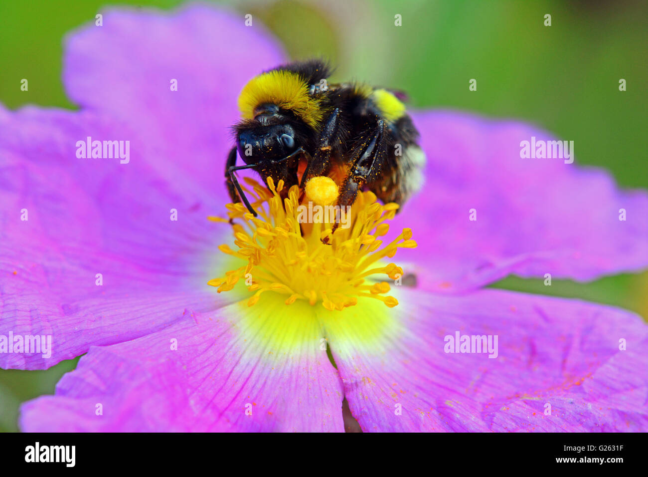 Bumble Bee Pollinating Flower Up Close Stock Photo Alamy Bumble Bee Pollinating Flower Up Close Stock Photo Alamy
