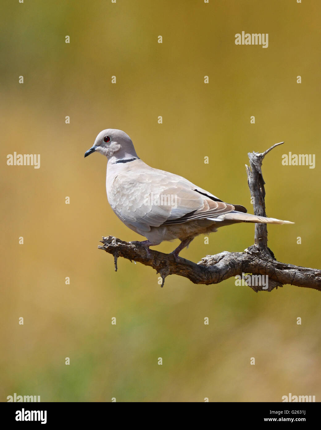 Collared dove on branch Stock Photo - Alamy