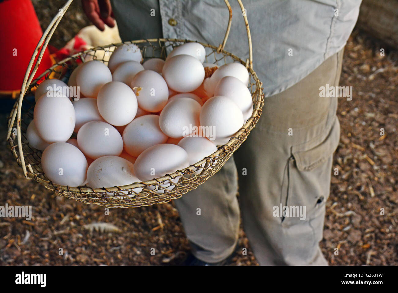 Collecting eggs in the farm Stock Photo - Alamy