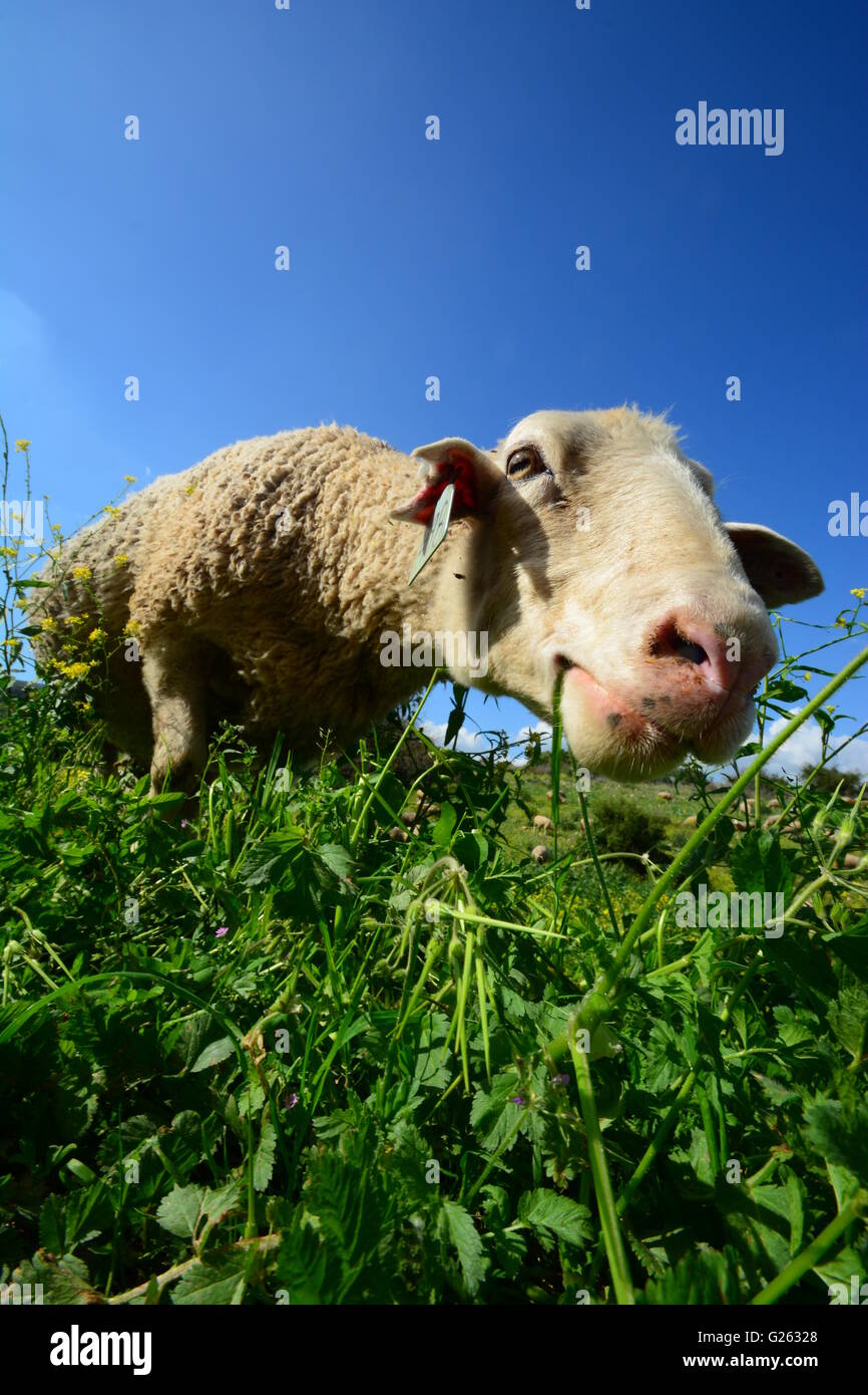 Sheep grazing, Ground view Stock Photo - Alamy