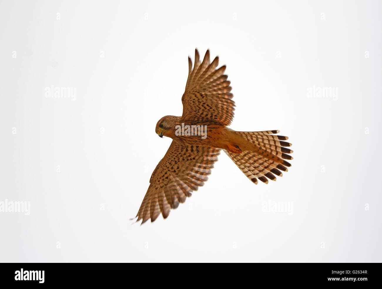 Mid air kestrel hi-res stock photography and images - Alamy